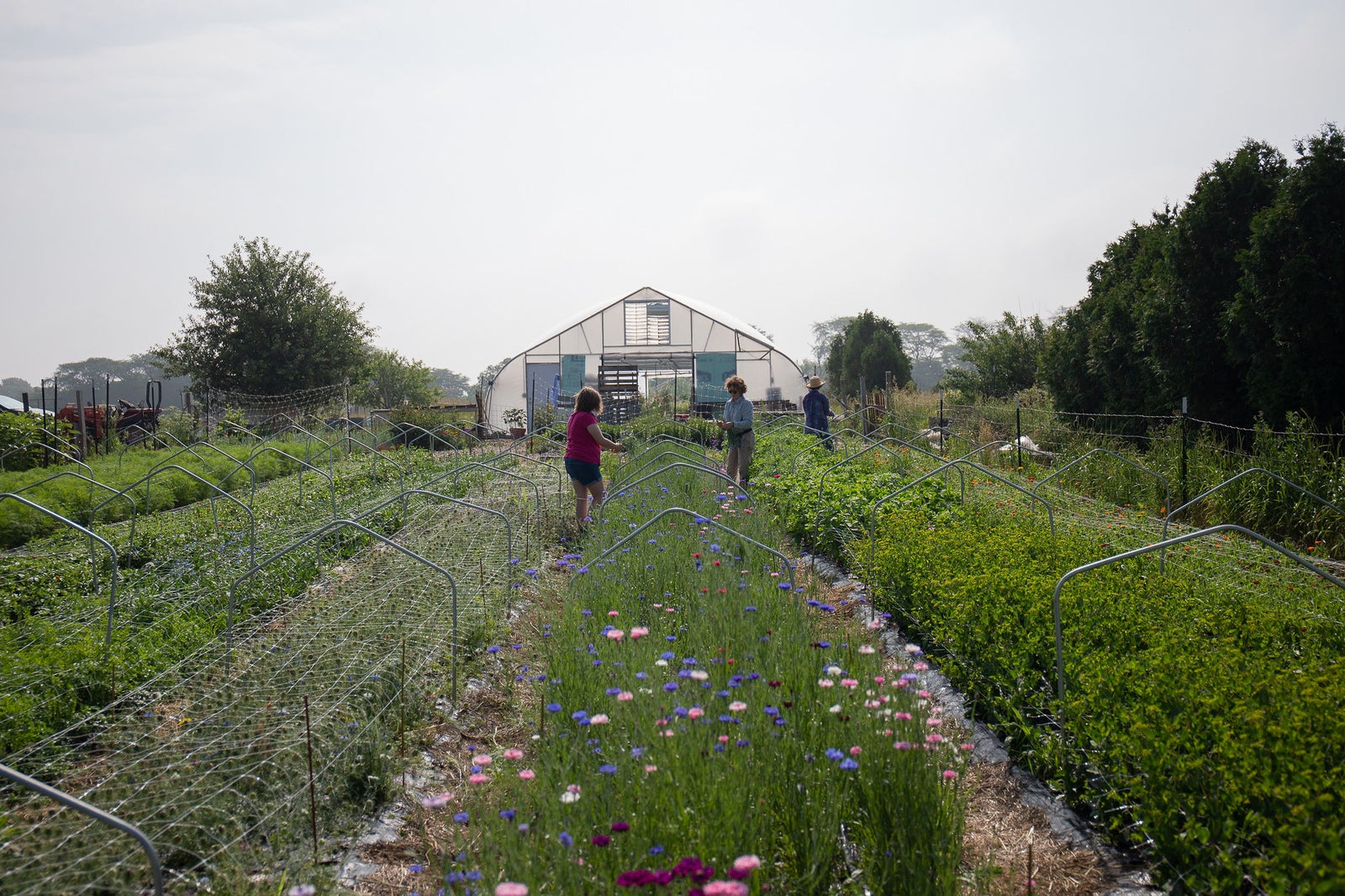 About | Delight Flower Farm