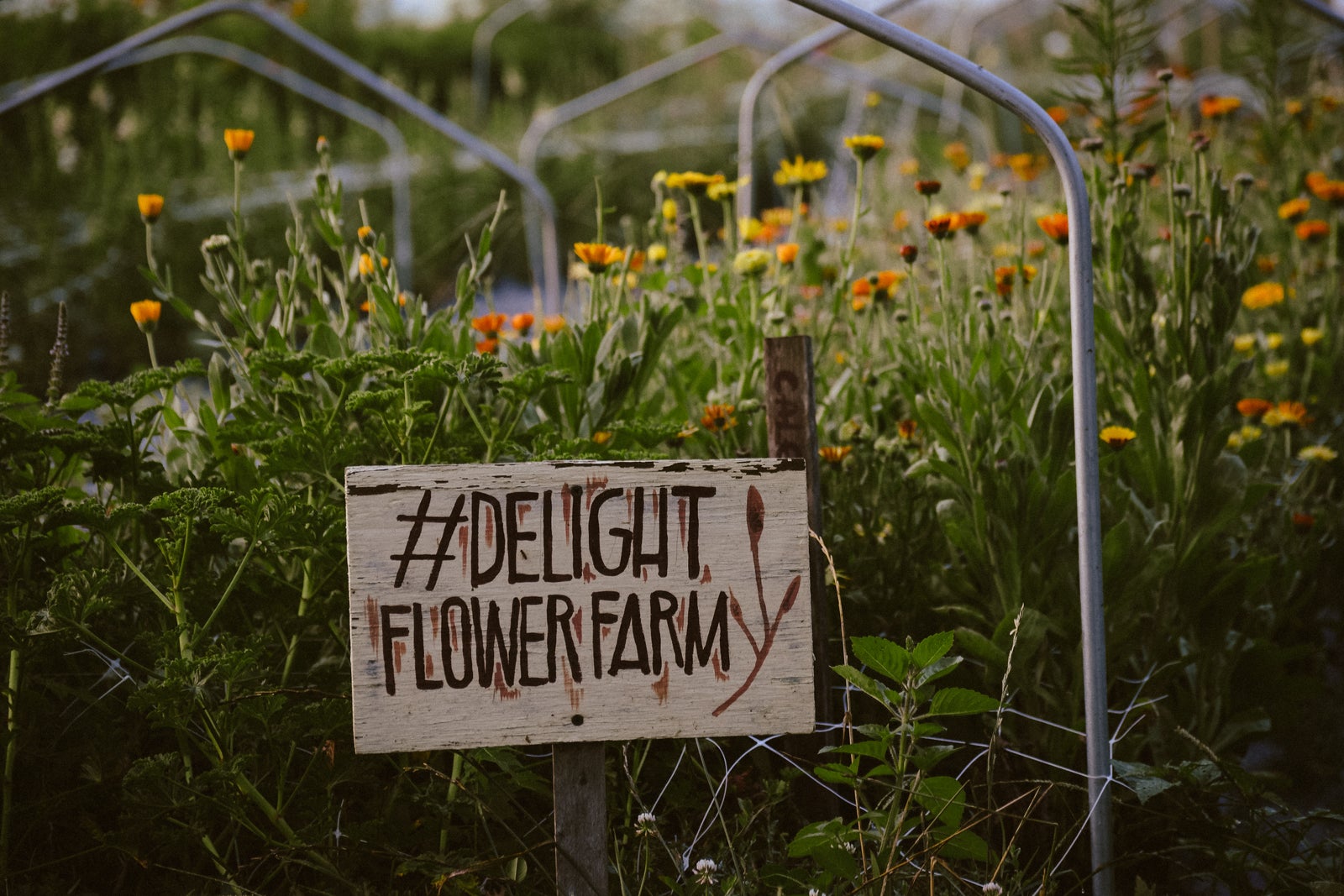 About | Delight Flower Farm